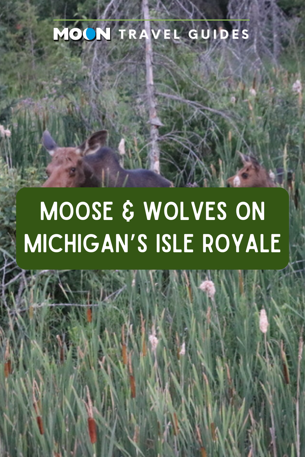The Wolf-Moose Relationship on Isle Royale in Michigan’s U.P. | Moon ...