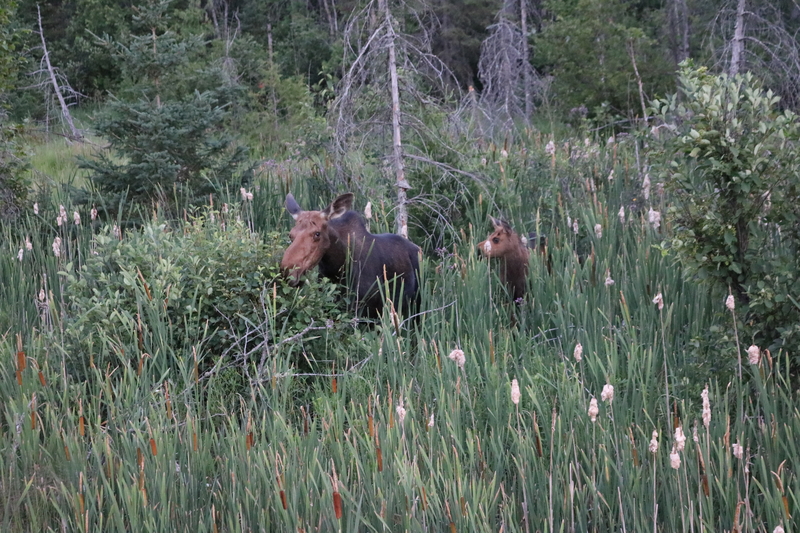 The Wolf-Moose Relationship on Isle Royale in Michigan’s U.P. | Moon ...