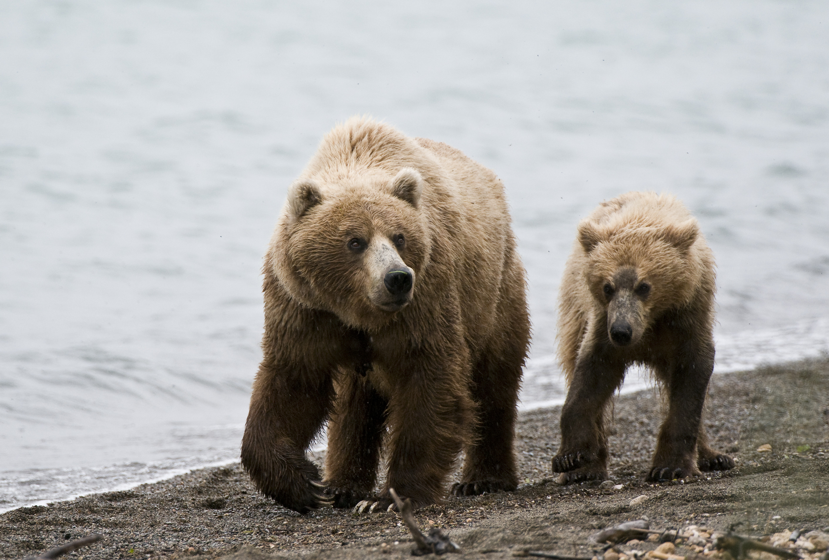 Bear Viewing at Admiralty Island National Monument | Moon Travel Guides